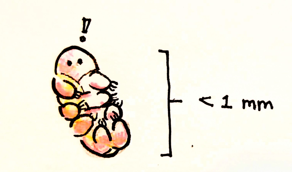 Tardigrades: The Most Invincible Creatures on the Planet - Wavelength